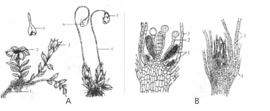 苔藓如何调节整个森林氮库？极端天气事件将致该氮库容量下降_荔枝网新闻
