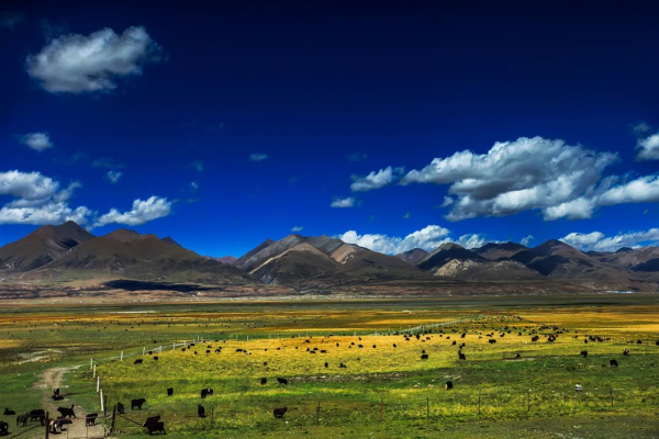 一键解锁西藏最惊艳的四季美景！_荔枝网新闻