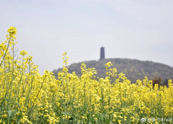 美翻了！万亩油菜花田惊艳绽放！走，一起看花去！_我苏网