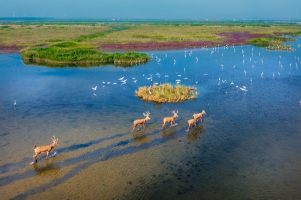 Discover beauty of biodiversity at coastal wetlands in E China's ...