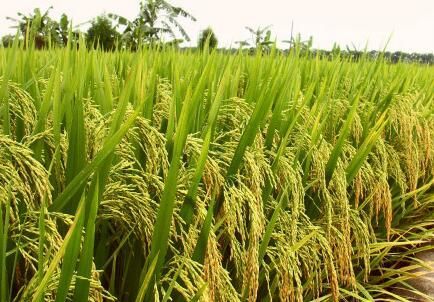 Hybrid rice to be cultivated in large area next year in Nanjing_我苏网