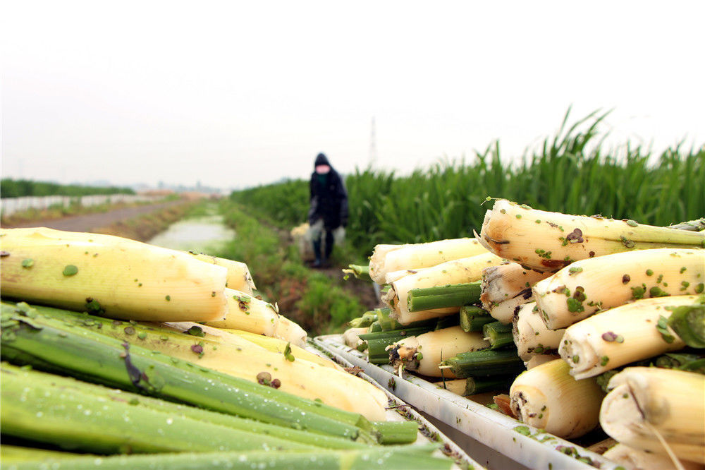 Yangzhou, Jiangsu: cane shoots entering the harvest season