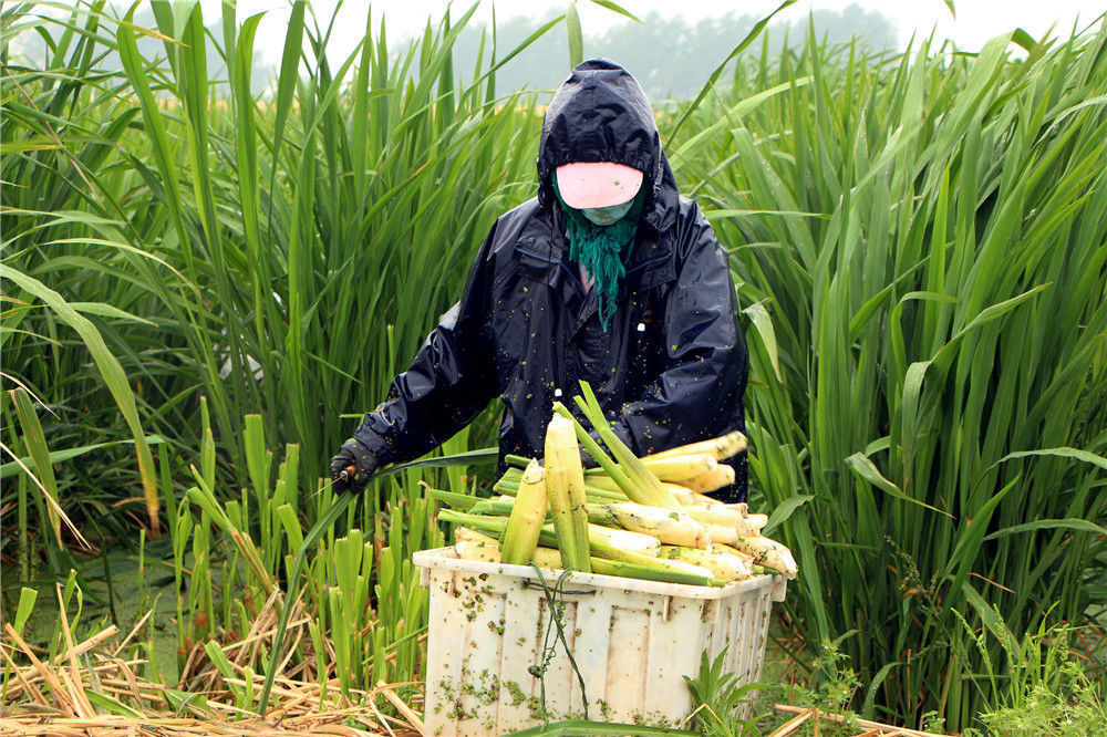 Yangzhou, Jiangsu: cane shoots entering the harvest season