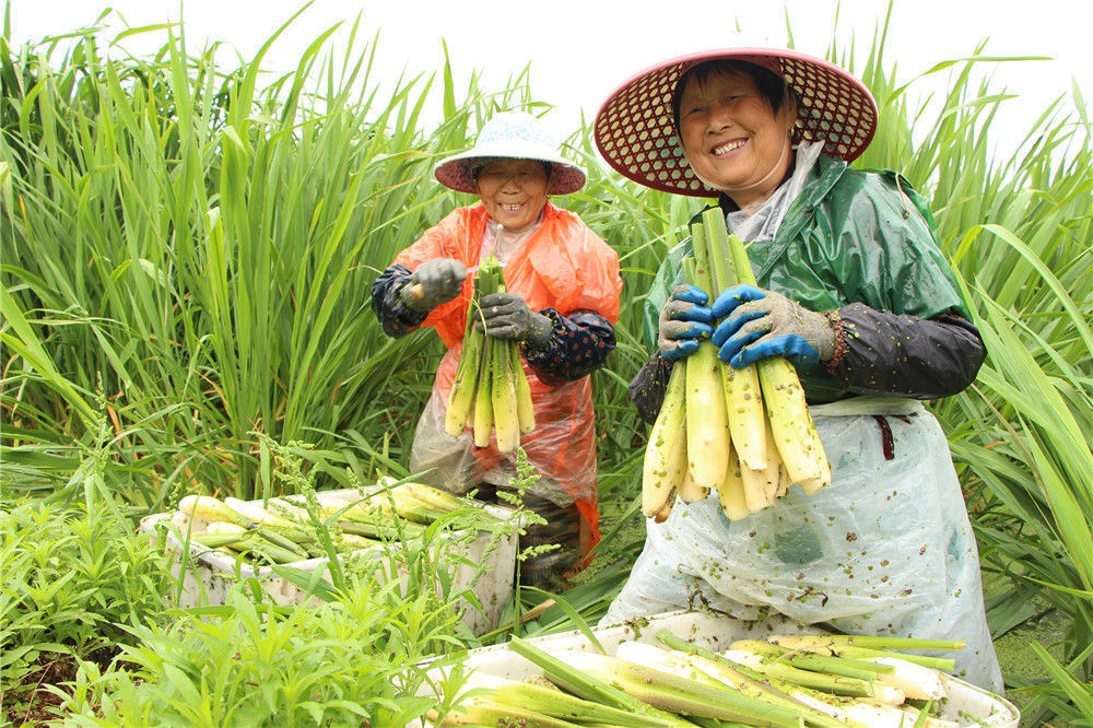Yangzhou, Jiangsu: cane shoots entering the harvest season