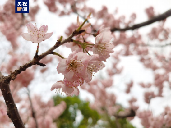 又是一年赏樱时,湖北武汉赏樱点达161处 荔枝网新闻
