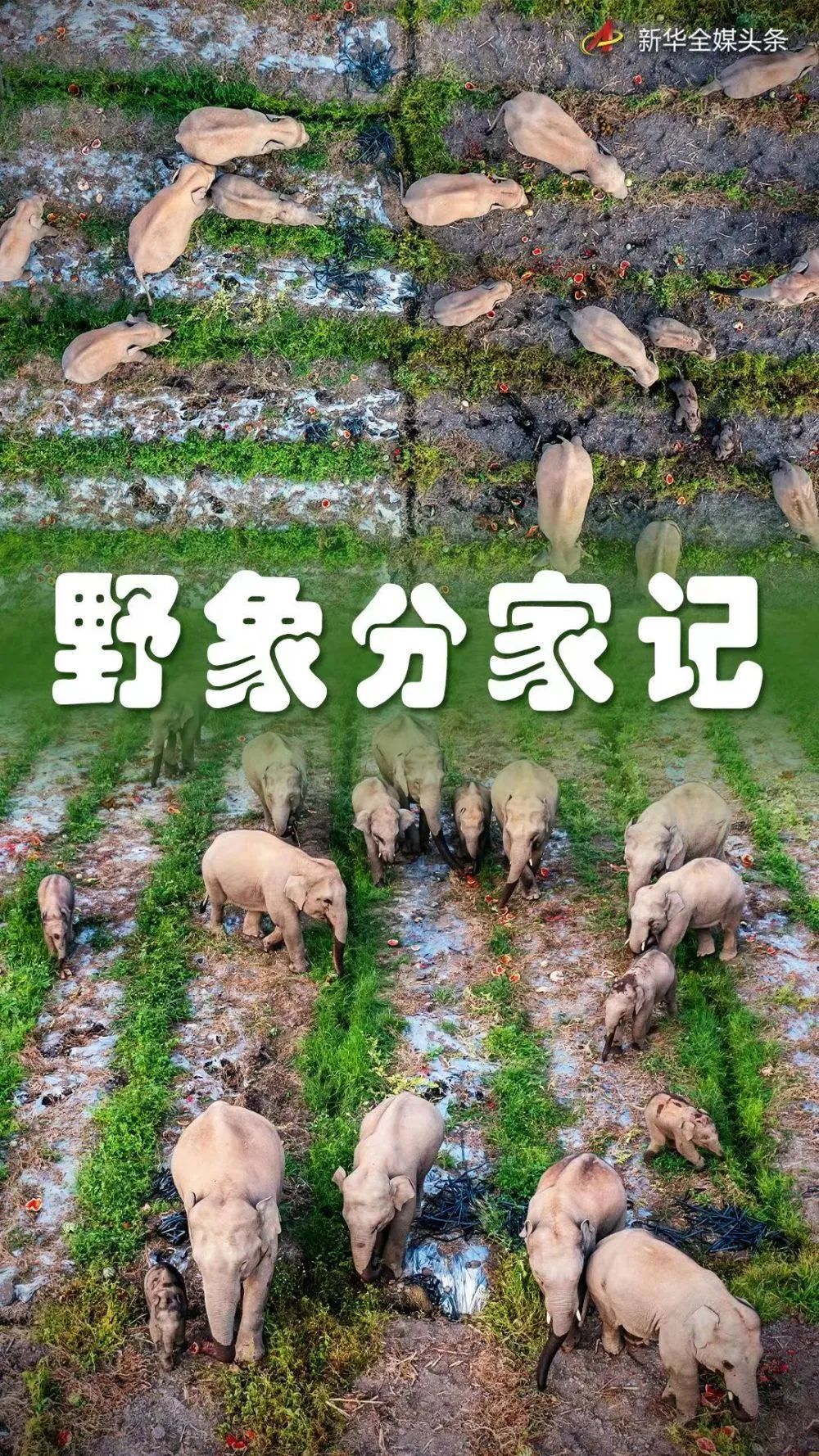 还记得两年前那群北上南归的野象吗？_荔枝网新闻